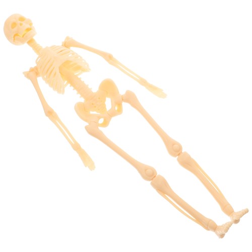 Skeleton Model Human Body Model Anatomical Skeleton Action Figure ...