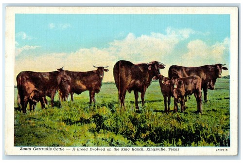 Santa Gertrudis Cattle Breed Evolved On King Ranch Kingsville Texas TX ...