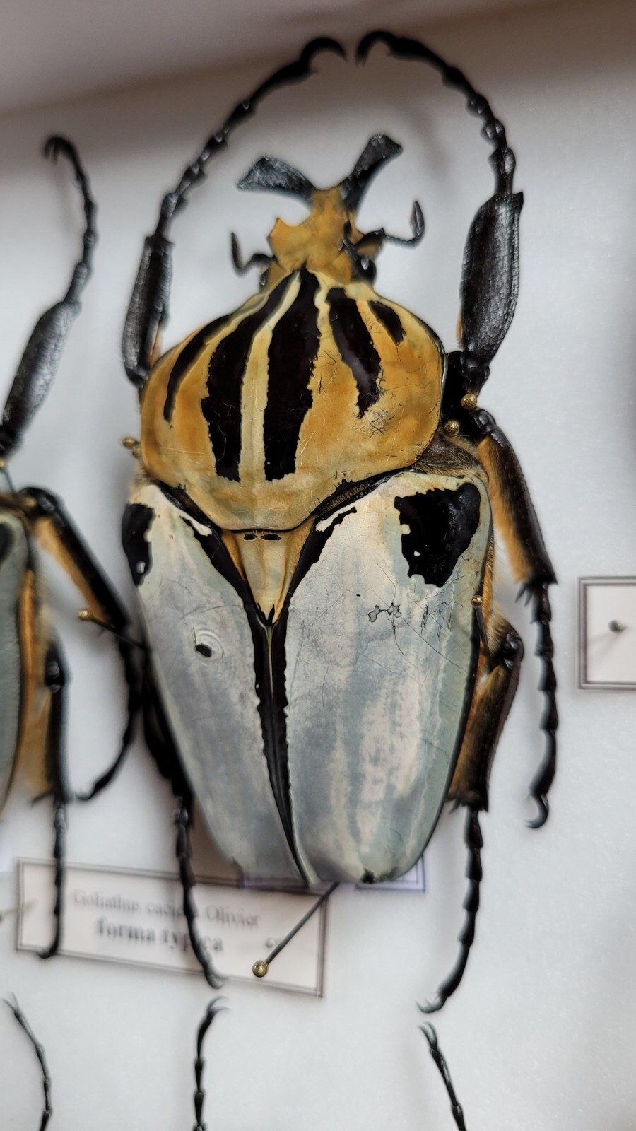 Goliathus cacicus ~ 90 mm. Extra Rare, pictured In book 2016. Cetonidae ...