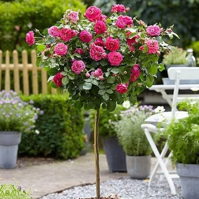 Standard Pink Rose Tree - 100-130 cm tall Outdoor Garden Plants Pot ...