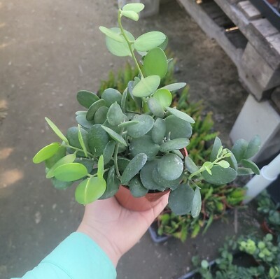 Silver Dollar Plant | Xerosicyos Danguyi | 4in pot | Cuttings | String ...