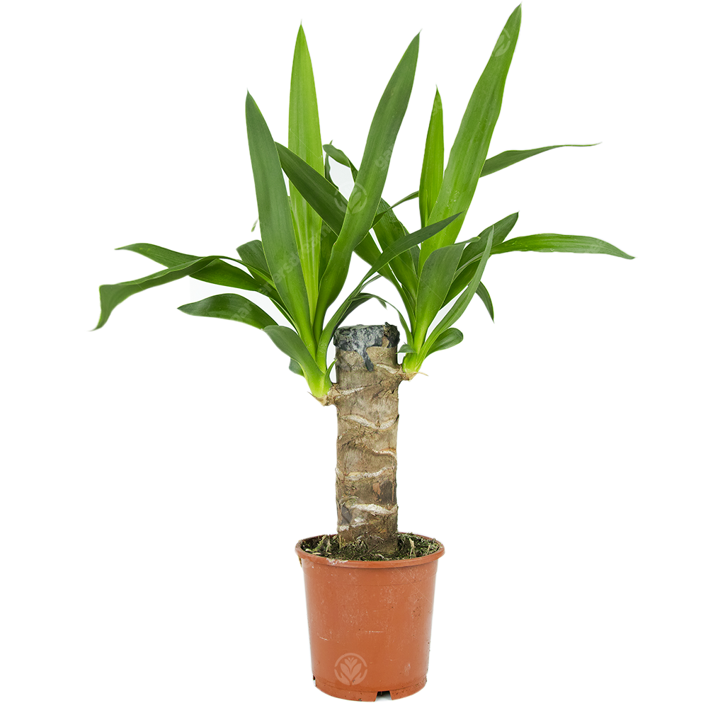 Yucca Elephantipes Yucca Elephantipes 'spineless Yucca' – Buy Online