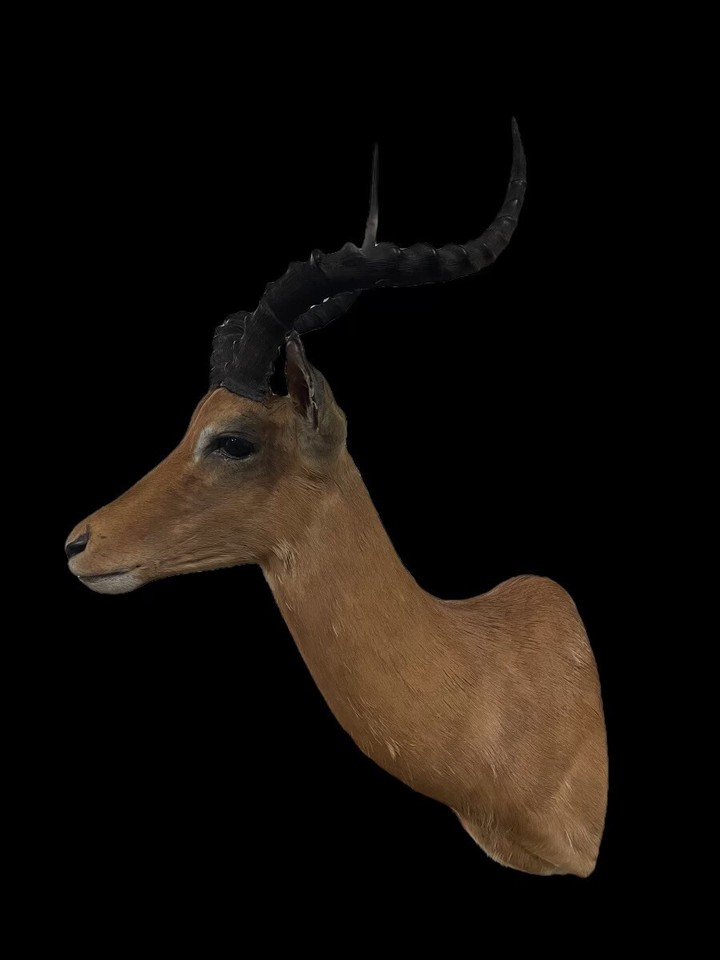 BEAUTIFUL IMPALA SHOULDER MOUNT - Nice HORNS - AWESOME ! = Impala | eBay