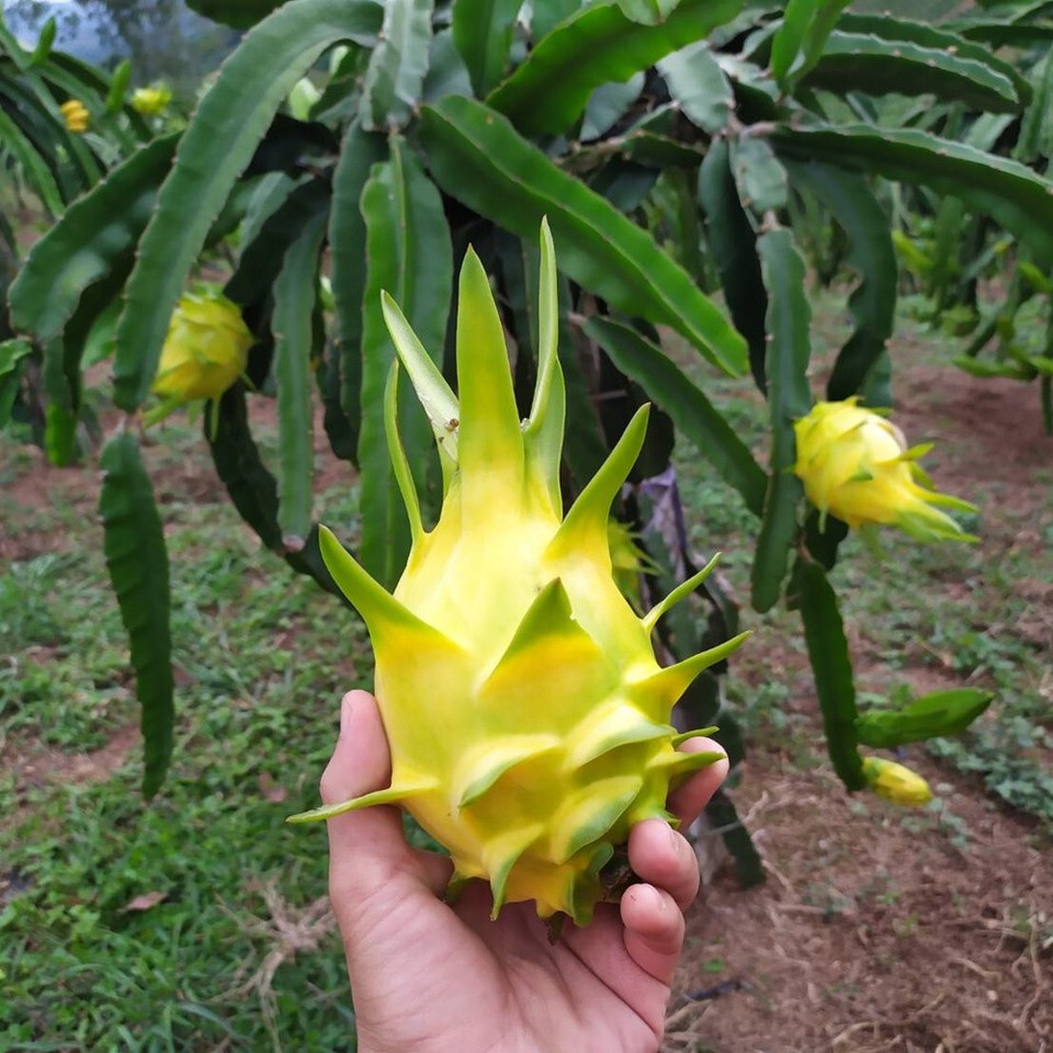 Dragon Fruit Yellow Pitaya Israeli Golden Isis Gold Live Cutting Type ...