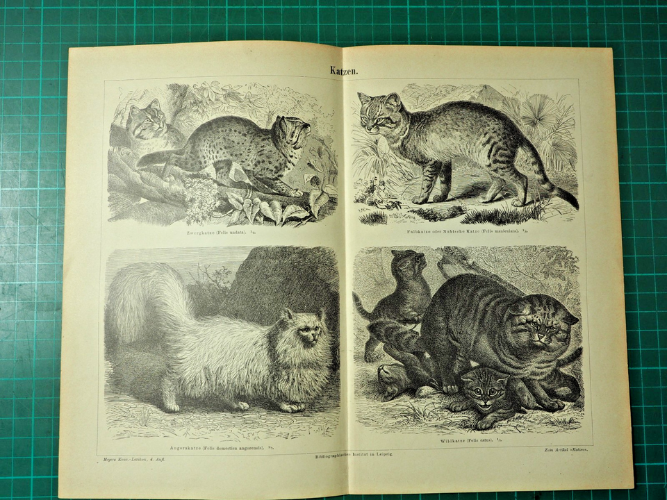Zoologie - 10 originale einseitig bedruckte Blätter der Jahre 1890 ...