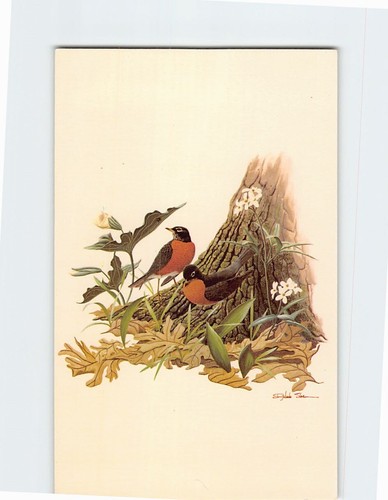 Postcard Robin By Richard Sloan Griggsville Wild Bird Society USA | eBay
