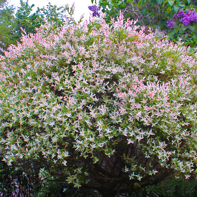 Salix Hakuro Nishiki Pink Flamingo Patio Shrub - Decorative Garden ...