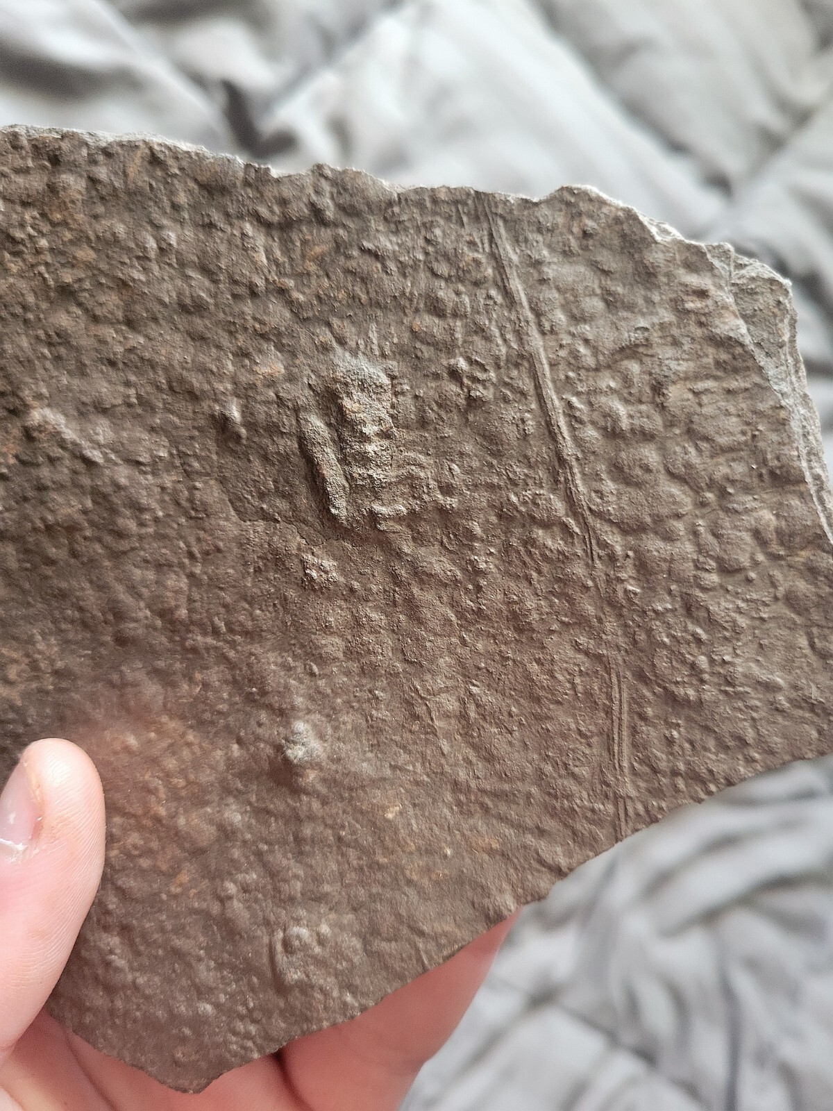 RARE 3D NEW JERSEY BATRACHOPUS JURASSIC TRACK FOSSIL REPTILE FOOTPRINTS ...