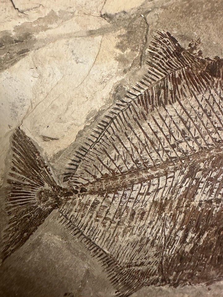 Lebanon Fish Fossil, Museum-Quality Pycnodont, Cretaceous, 100 Million ...