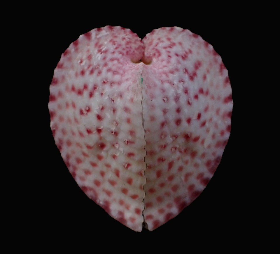 Sea shell- Corculum impressum- 44mm | eBay