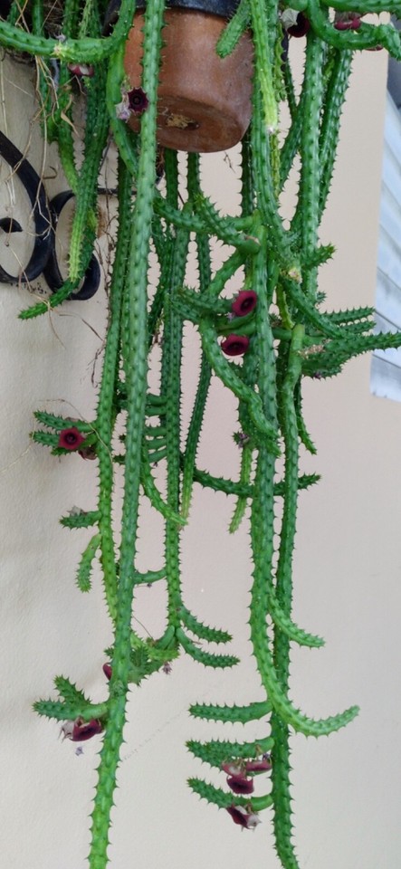 Bunch Save 15 plants Red Dragon Huernia Macrocarpa Burgundy Succulent ...