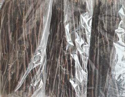 GREFFON - Pommier ' Prima ' - Malus communis | eBay