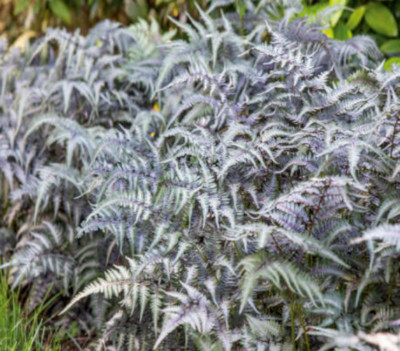 Painted Lady Fern 2 Jumbo Plugs Athyrium niponicum Pictum Lovely Red ...
