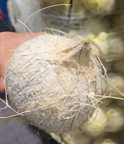 Fresh White Coconut (6 coconuts) The Actual Whole Fruit | eBay