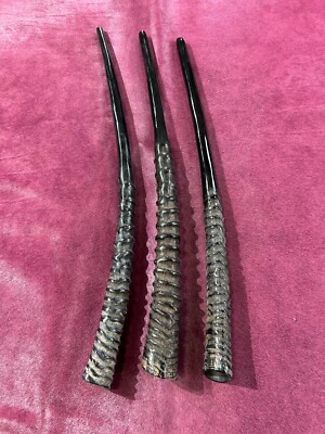 3 Oryx Shofars, 3 Polished Gemsbok Horn Shofars, 3 Polished Oryx Horns ...