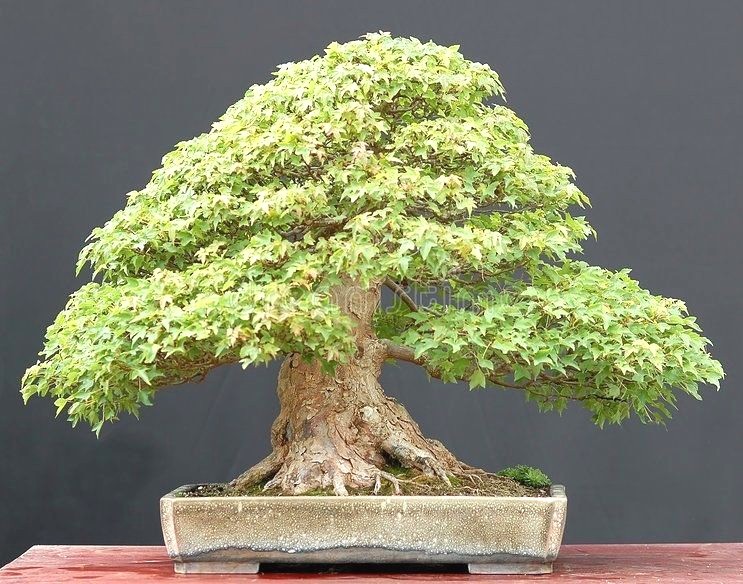 Trident Maple Bonsai Tree