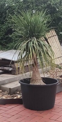 Ponytail Palm - Beaucarnea recurvata W/160L Pot | eBay Australia