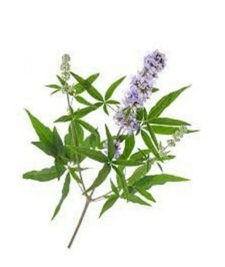 10 unrooted cuttings blue-purple Vitex agnus-castus Chaste tree to root ...