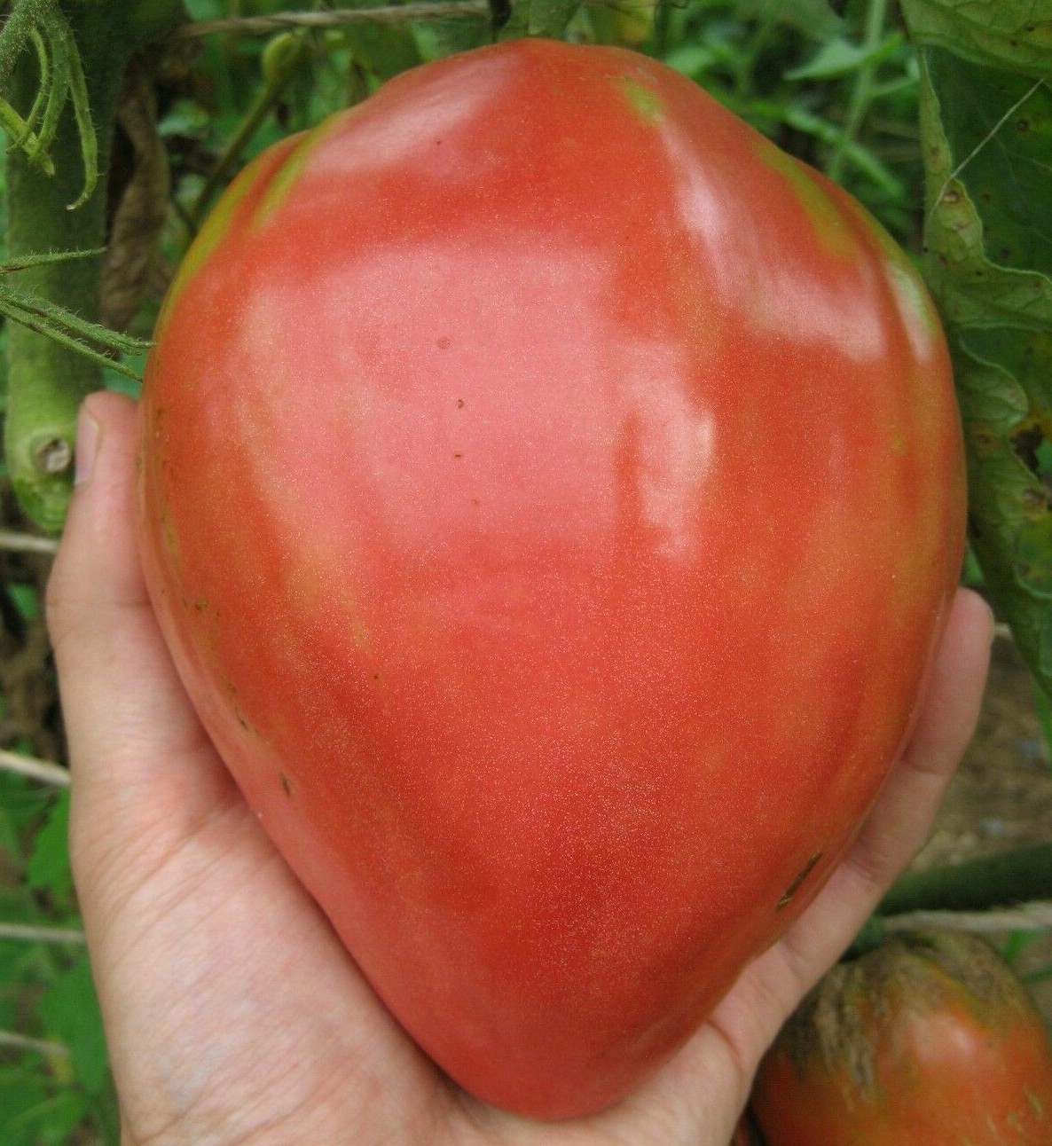 Tomato (Pink Oxheart) - 15 seeds Heirloom Vegetables Pink Tomatoes ...