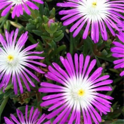 Delosperma Floribunda Stardust Ice Daisy HHP, 30 Seeds, Prolific ...