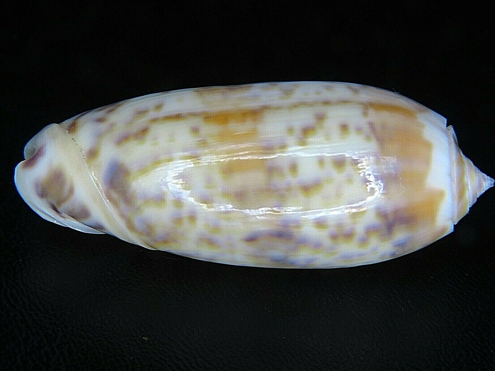 OLIVA MINIACEA SYLVIA: ORANGE COLORED GEM BANDED @ 57.16MM! | eBay