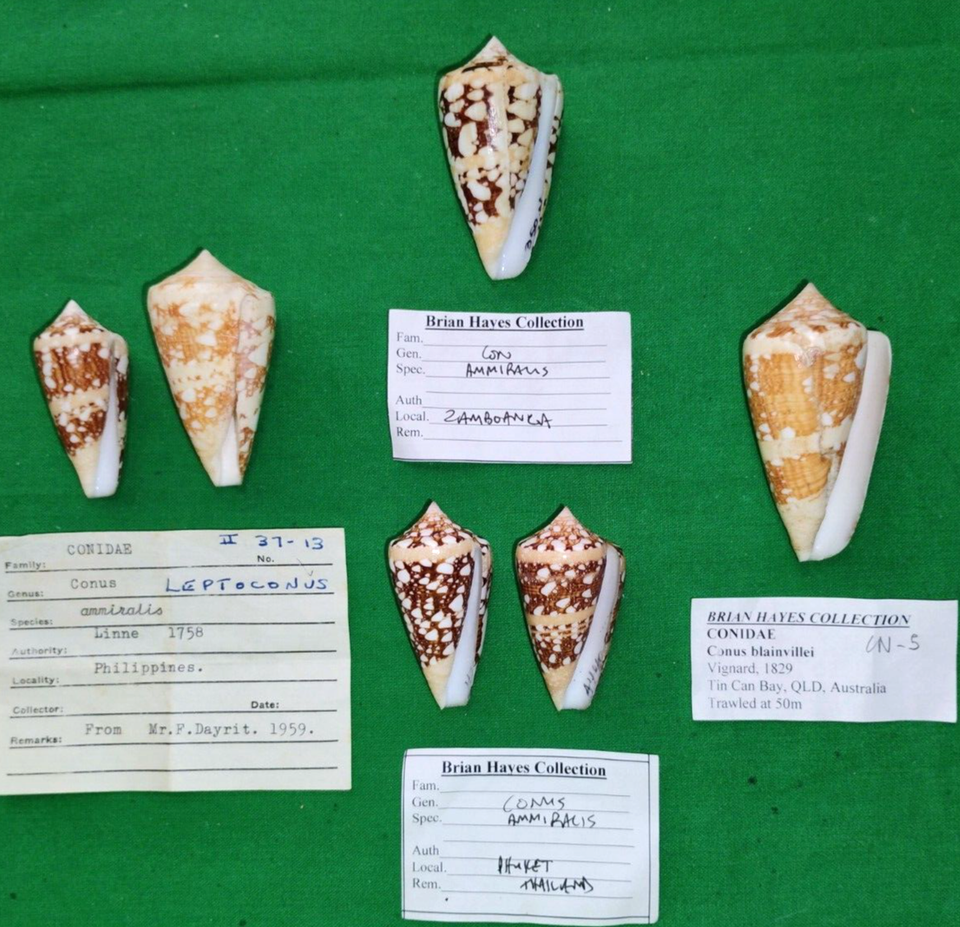Conus ammiralis [4 lots] #H2796 different locations 48-64mm | eBay