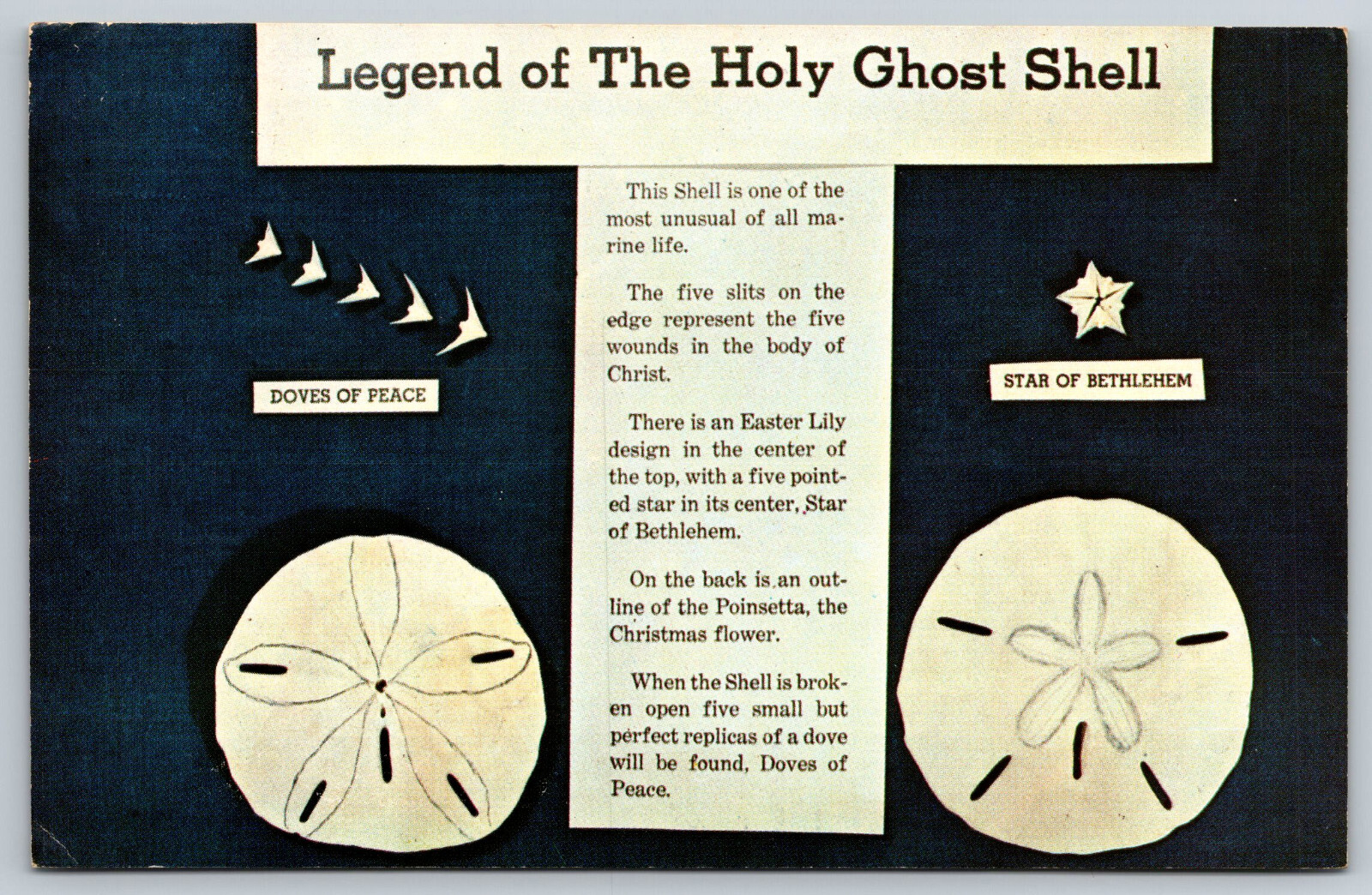 Postcard Legend of The Holy Ghost Shell Mellita Testudinata C11 | eBay