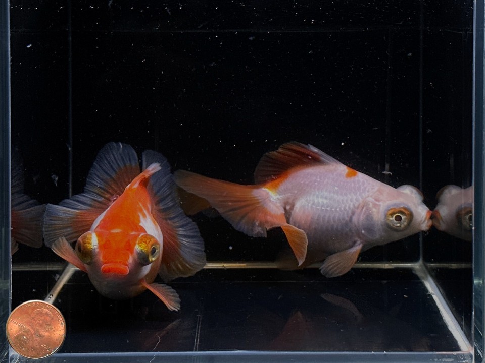 1 Live Fish Goldfish - Assorted Butterfly Tail 4-4.5" | eBay