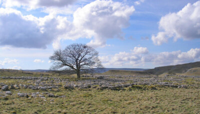 Photo 6x4 Tree on Lea Green Conistone A lone tree growing in the ...