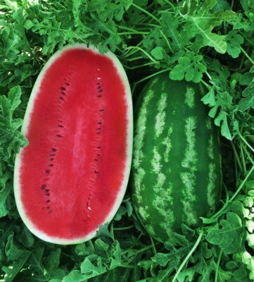 Watermelon seeds,150 rare seeds Royal Majestic Watermelon sweet-920 ...