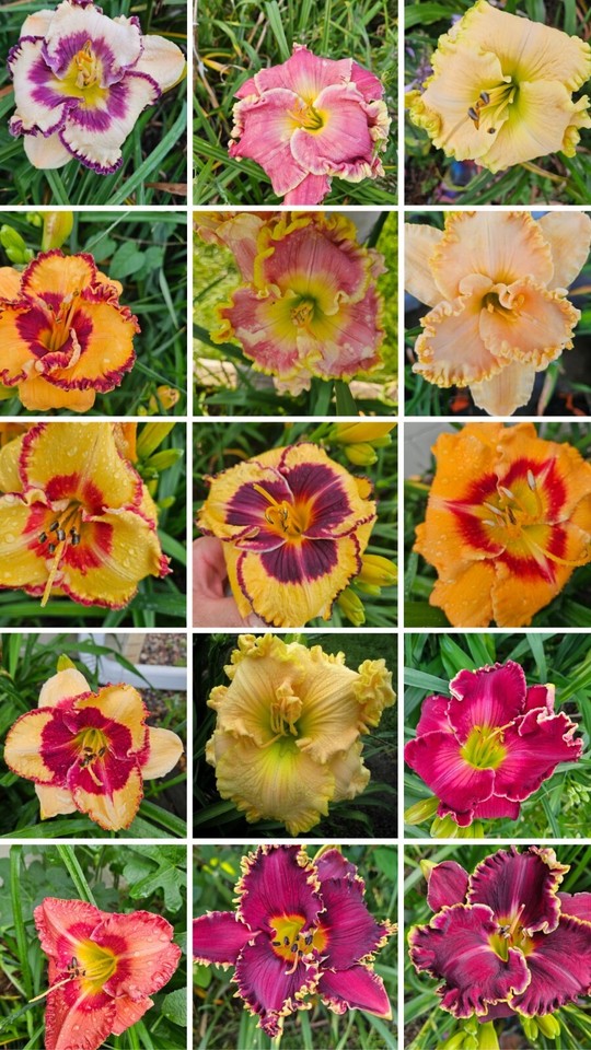 50 MIXED COLORS DAYLILY Hemerocallis Seeds | eBay