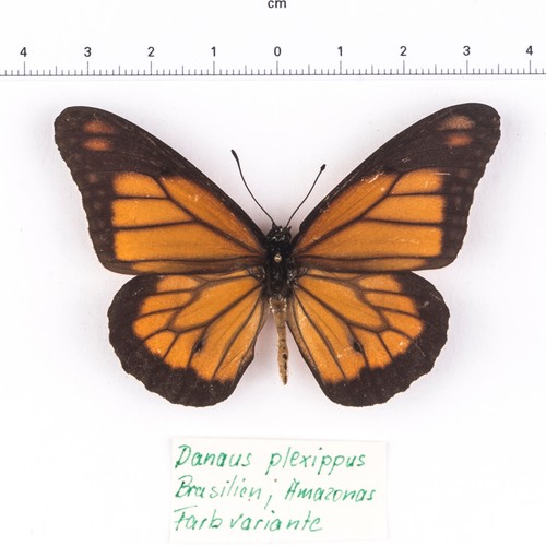 Danaus Plexippus ♂ Aberration - Rare Nymphalidae | eBay