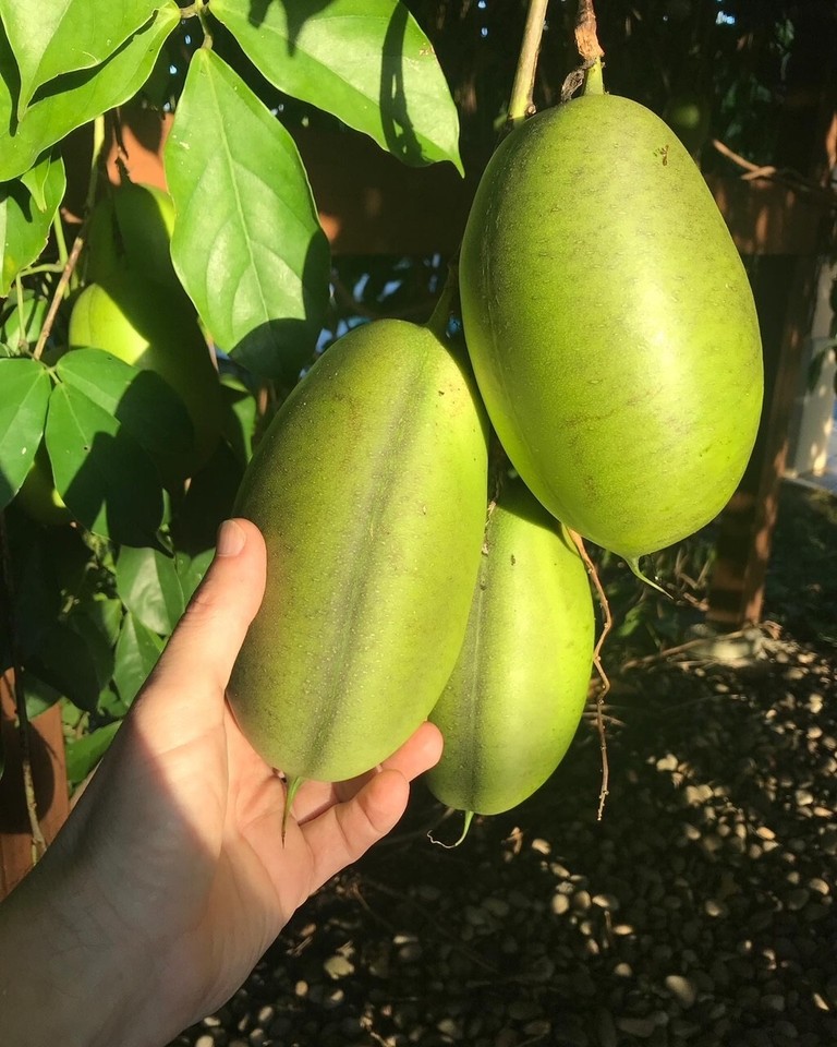 REAL AUTHENTIC Green Jade Vine Seeds (Strongylodon Macrobotrys) | eBay