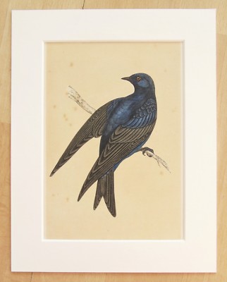 Purple Martin Bird Print - c.1850 Mounted Antique Hand Coloured ...