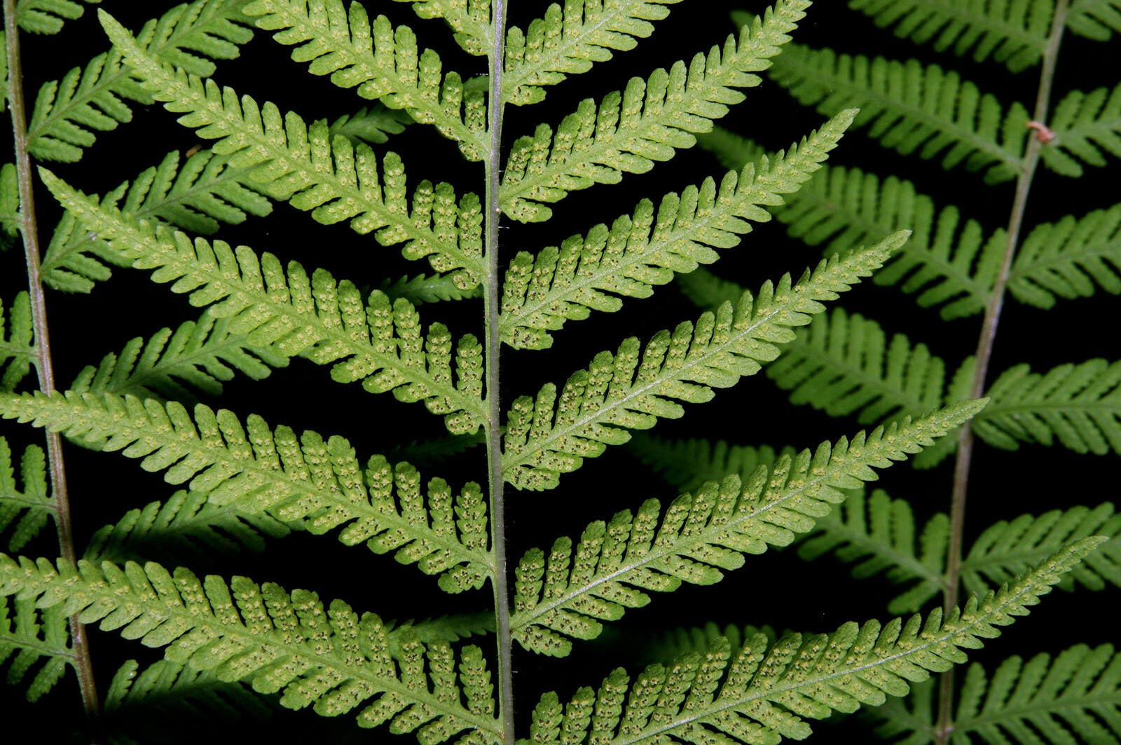 Fern spore - MACROTHELYPTERIS TORRESIANA (Pale Wood-fern) | eBay