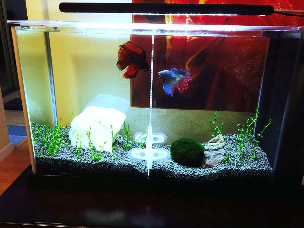 Guppy Fish Tank Setup