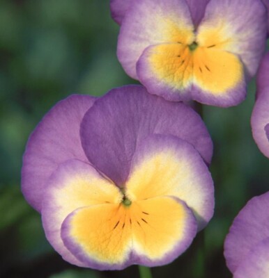 Viola zoe plug plants garden flower evergreen hardy perennial pansy ...
