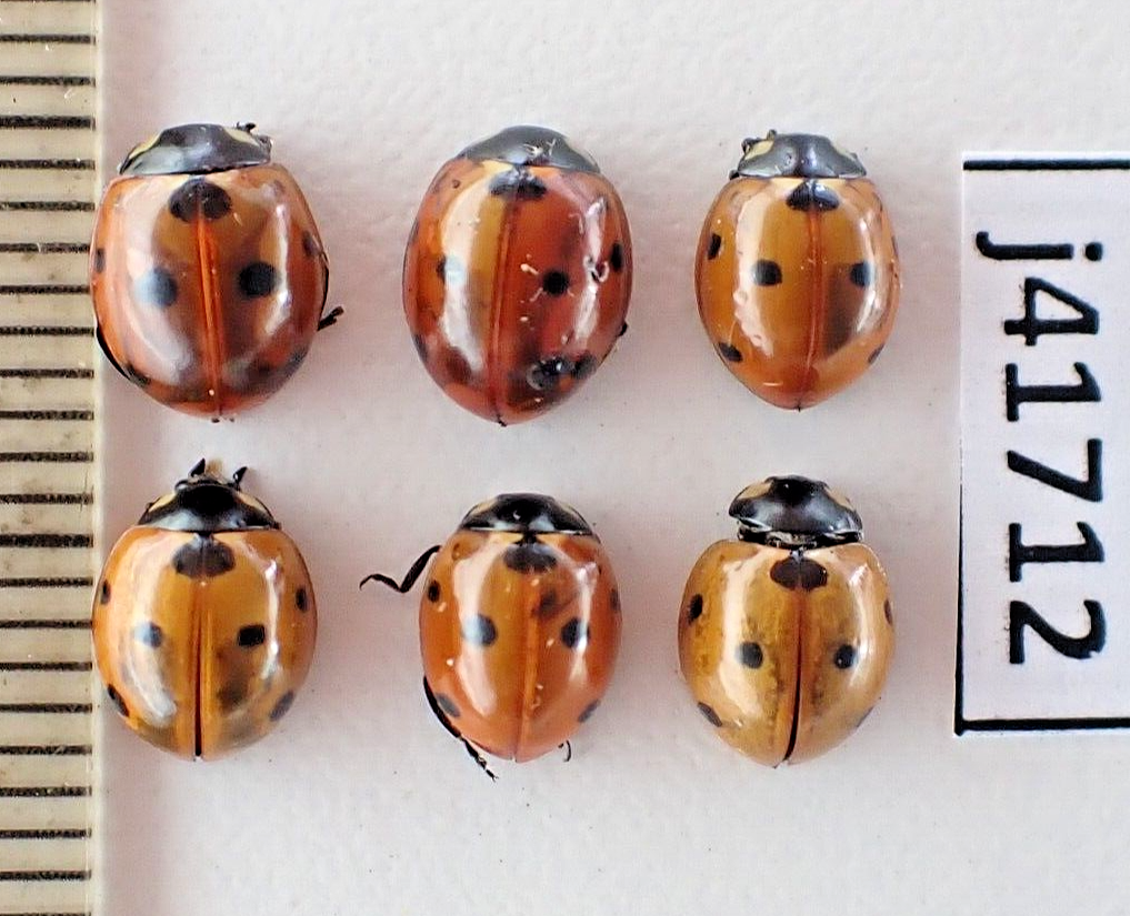 j41712. Insects, Chrysomelidae sp. Vietnam North. over 2000m | eBay