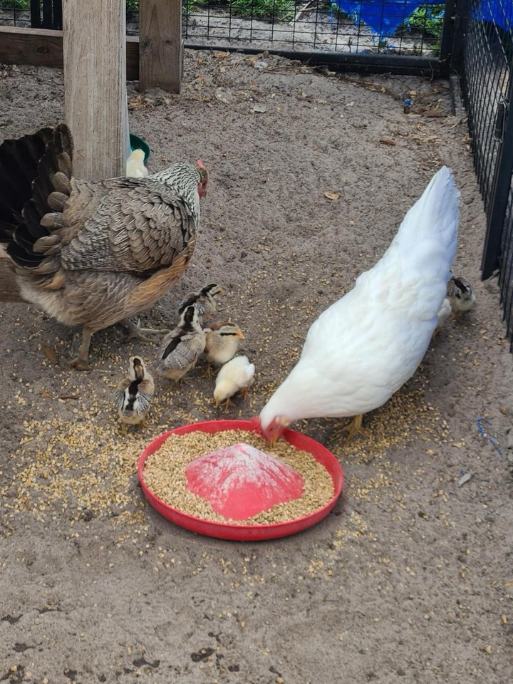 💫 5 + 💫 RARE Onagadori Longtail ️ Honorable Fowl 💕 Hatching Eggs 🥚 | eBay