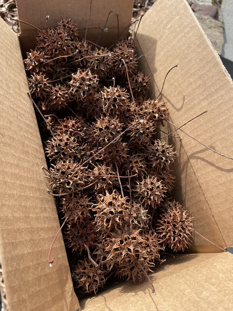 Sweet Gum Ball Crafts