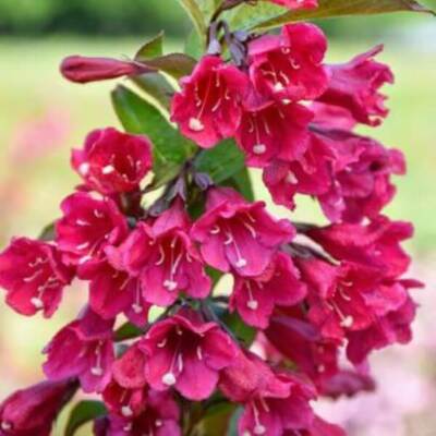 JAVA RED WEIGELA LIVE PLANT 4 INCH POT SIZE Weigela florida 'Java Red ...