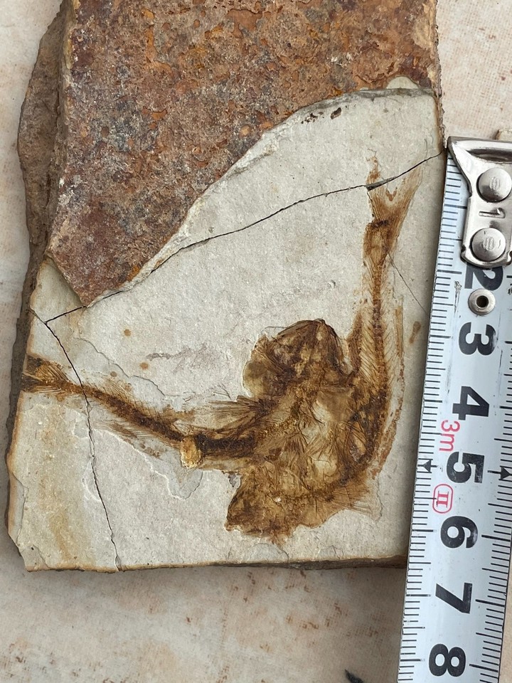A unique pair of authentic fossilized paleontological fossils B02 | eBay