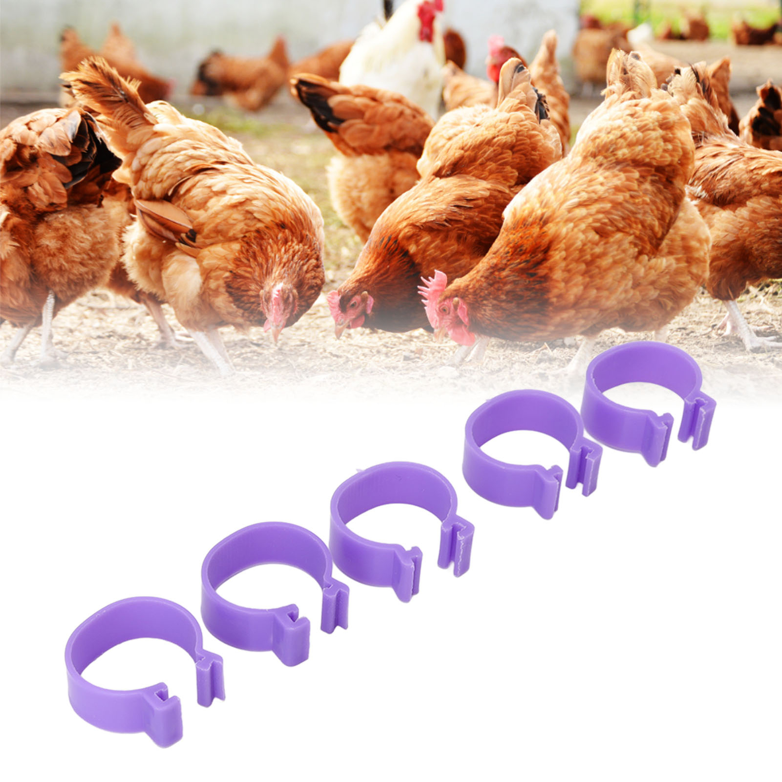 (25mm)100 PCS Chic Foot Duck Hen Goose Legs Rings Clip Poultry Foot ...