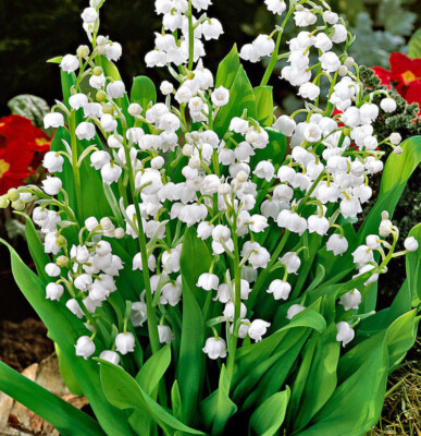 Convallaria Lily of the Valley Bareroot Pips Top Size Pip Spring ...