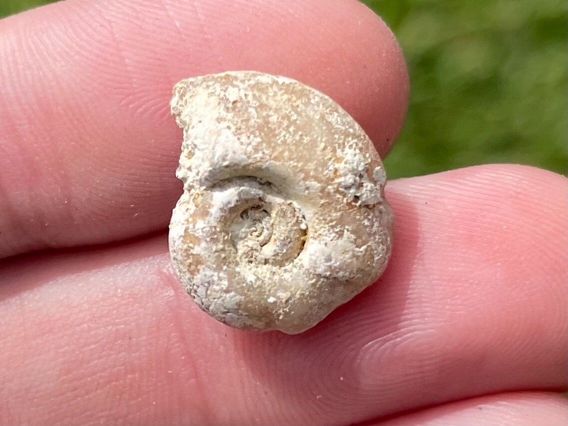 England Fossil Gastropod Planorbis discus Eocene Age Shell | eBay