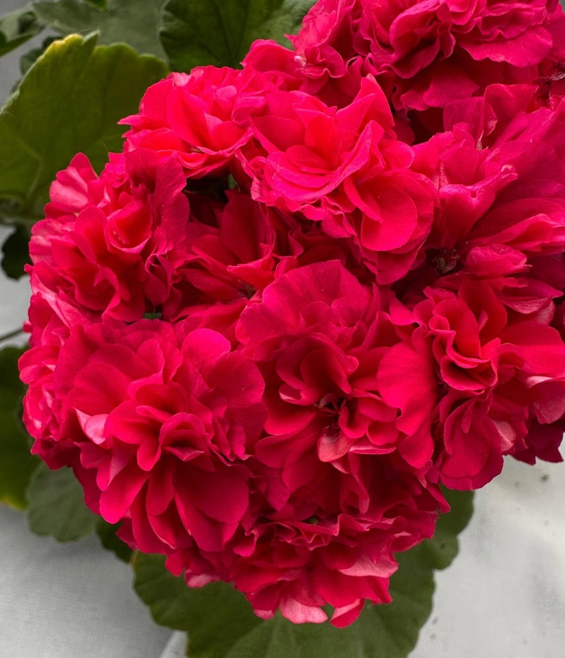 Pelargonium Lia Princess Jasmine (2025) | eBay UK