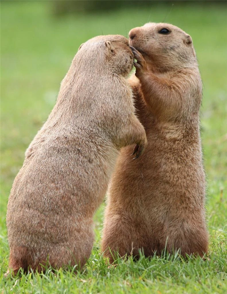 Prairie Dogs Hugging