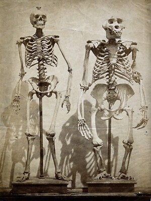 11285.Decoration Poster.Room interior.Vintage wall art.Skeletons ...