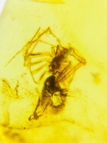 Burmese burmite Cretaceous spider insect fossil amber Myanmar | eBay