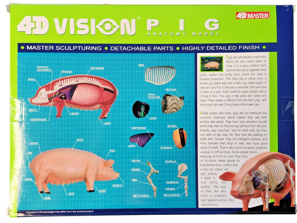 4D Vision Pig Anatomy Model | eBay